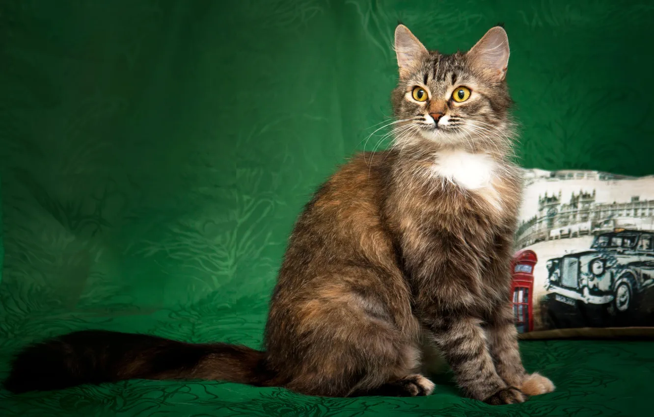 Wallpaper cat, cat, look, pose, face for mobile and desktop, section ...