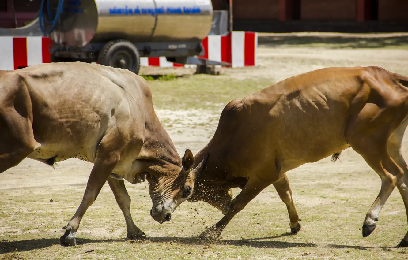 Wallpaper Animals, thanu, Sri lanka, thanujan, thanujan thanabalasingam, thanujan_t, thanujan13 ...