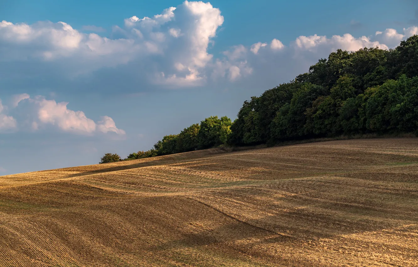 Wallpaper field, forest, clouds for mobile and desktop, section пейзажи ...