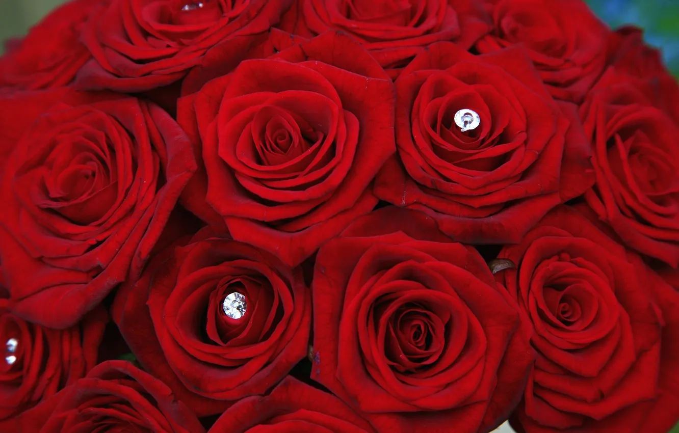 Wallpaper roses, bouquet, diamonds for mobile and desktop, section ...