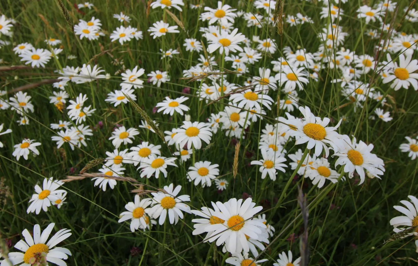 Wallpaper summer, flowers, glade, white, roomashki for mobile and ...