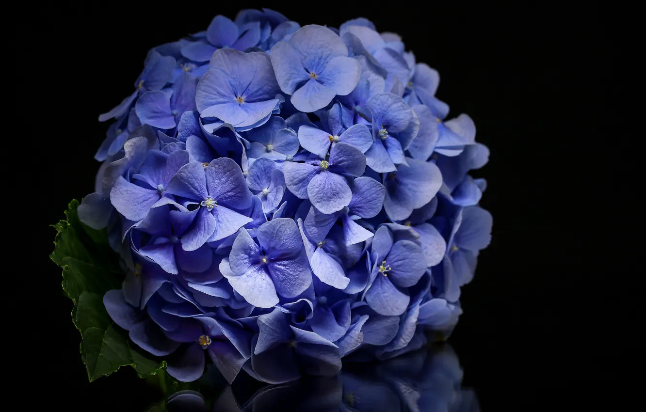 Wallpaper blue, balls, hydrangea for mobile and desktop, section цветы ...