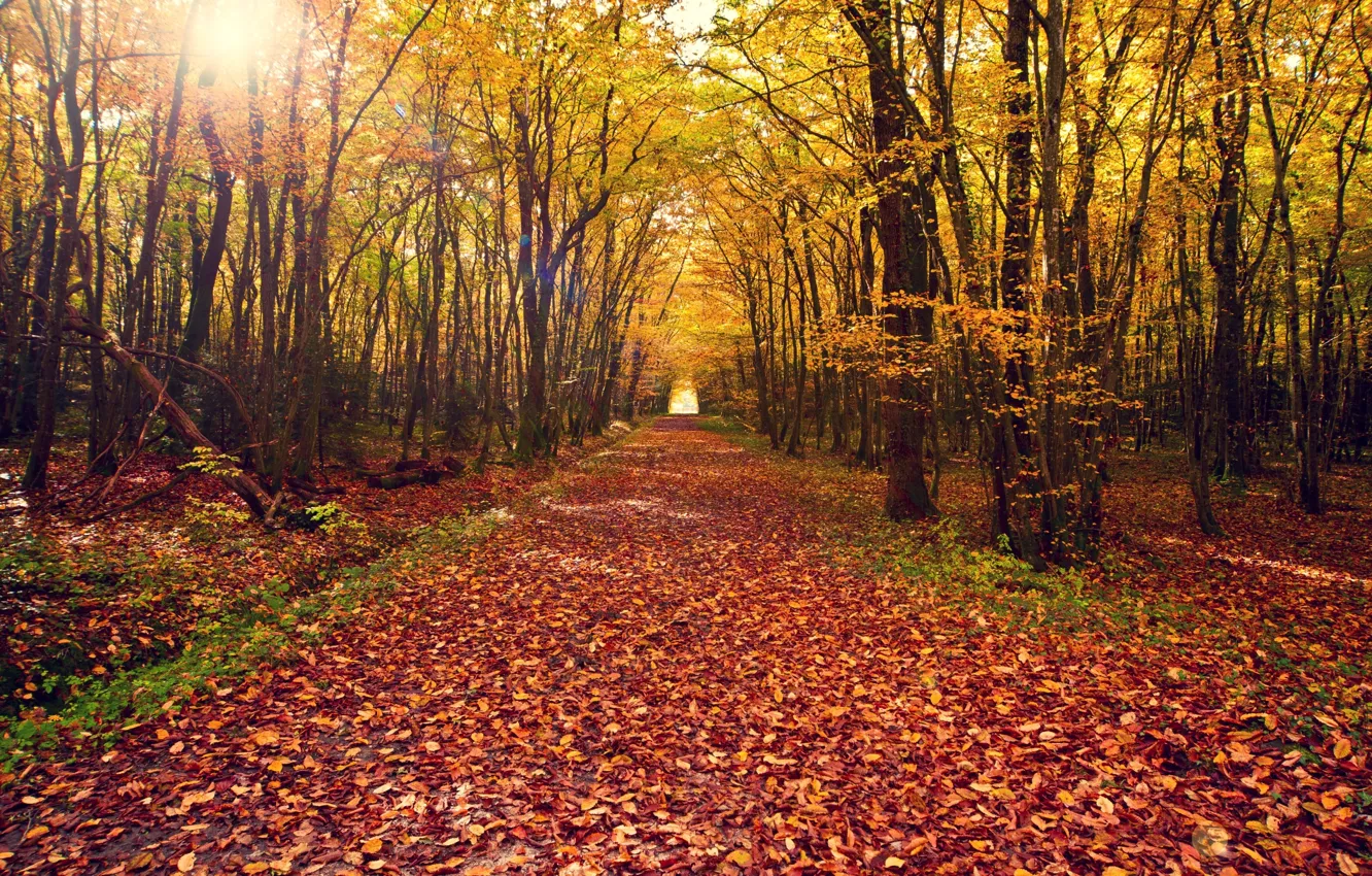 Wallpaper road, autumn, forest, leaves, trees, landscape, nature, tree ...