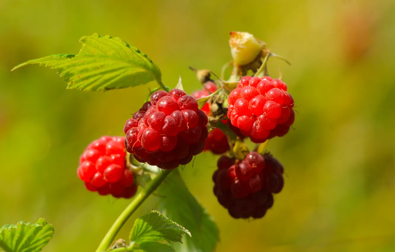 Wallpaper red, fruit, raspberries for mobile and desktop, section ...