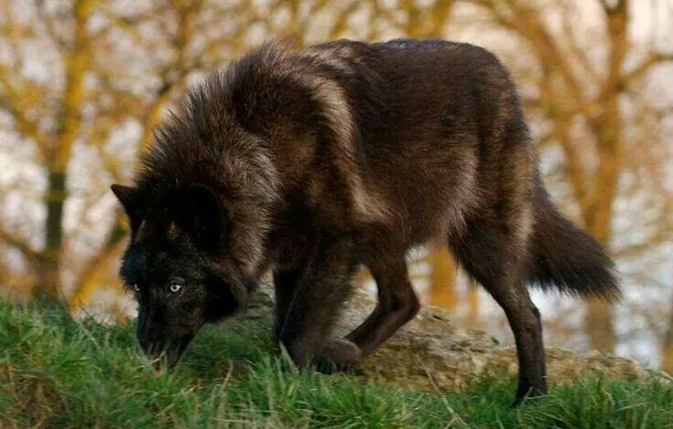 Wallpaper nature, face, animal, wolf, wildlife, head, fur, mammal for ...