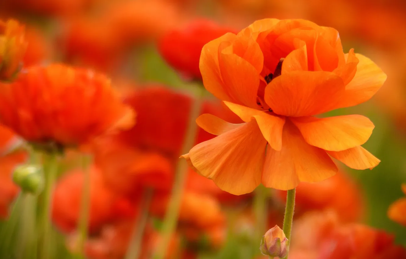 Wallpaper orange, bright, bokeh, Ranunculus, Ranunculus asiaticus for ...