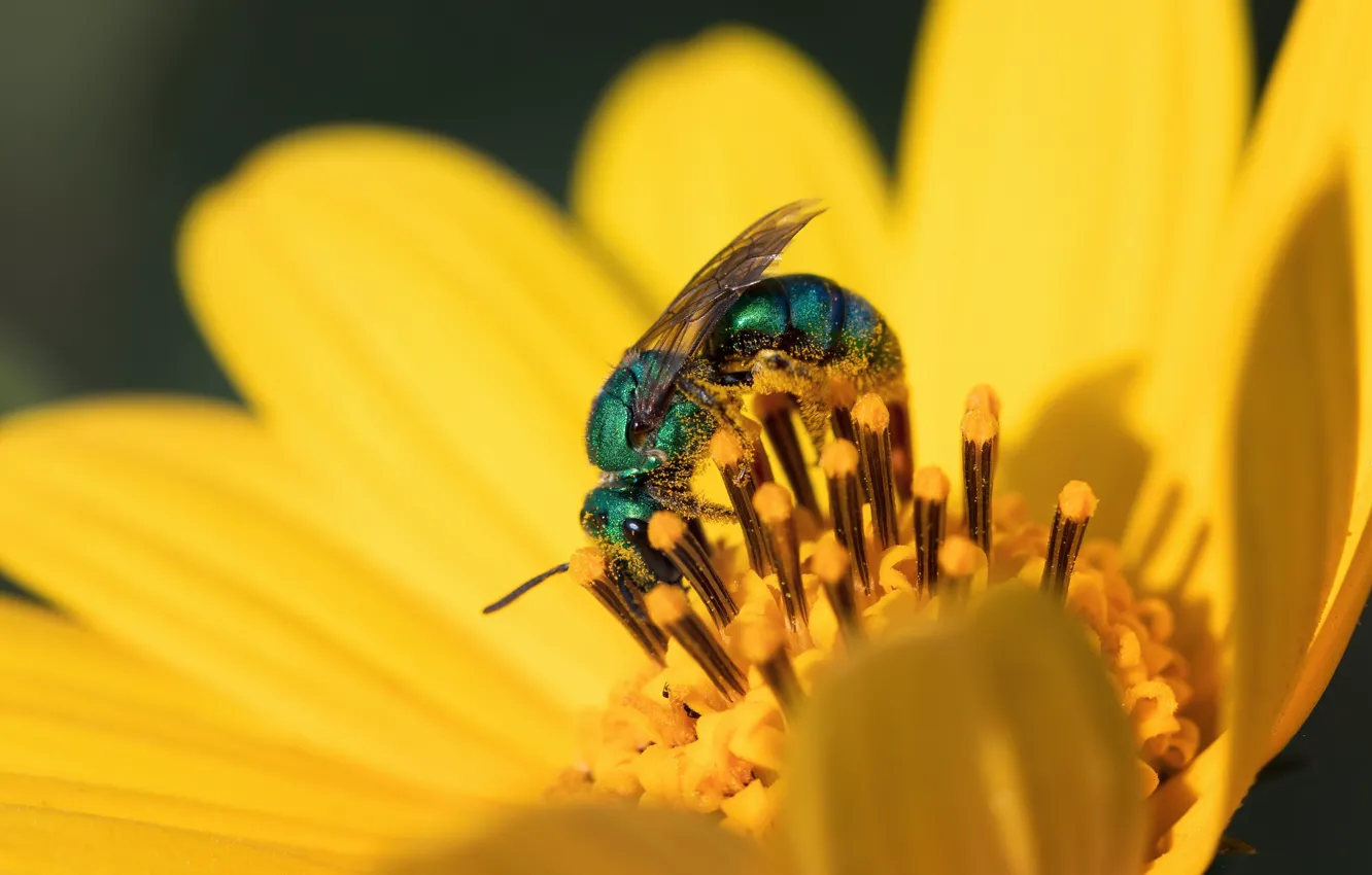 Wallpaper macro, light, flowers, yellow, green, pollen, OSA, petals for ...