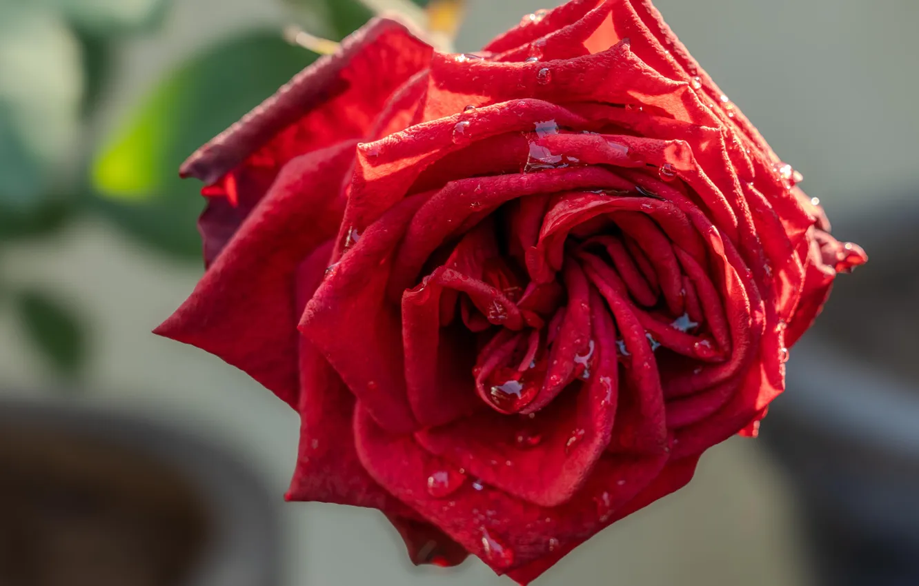 Wallpaper flower, drops, macro, light, rose, petals, red for mobile and ...