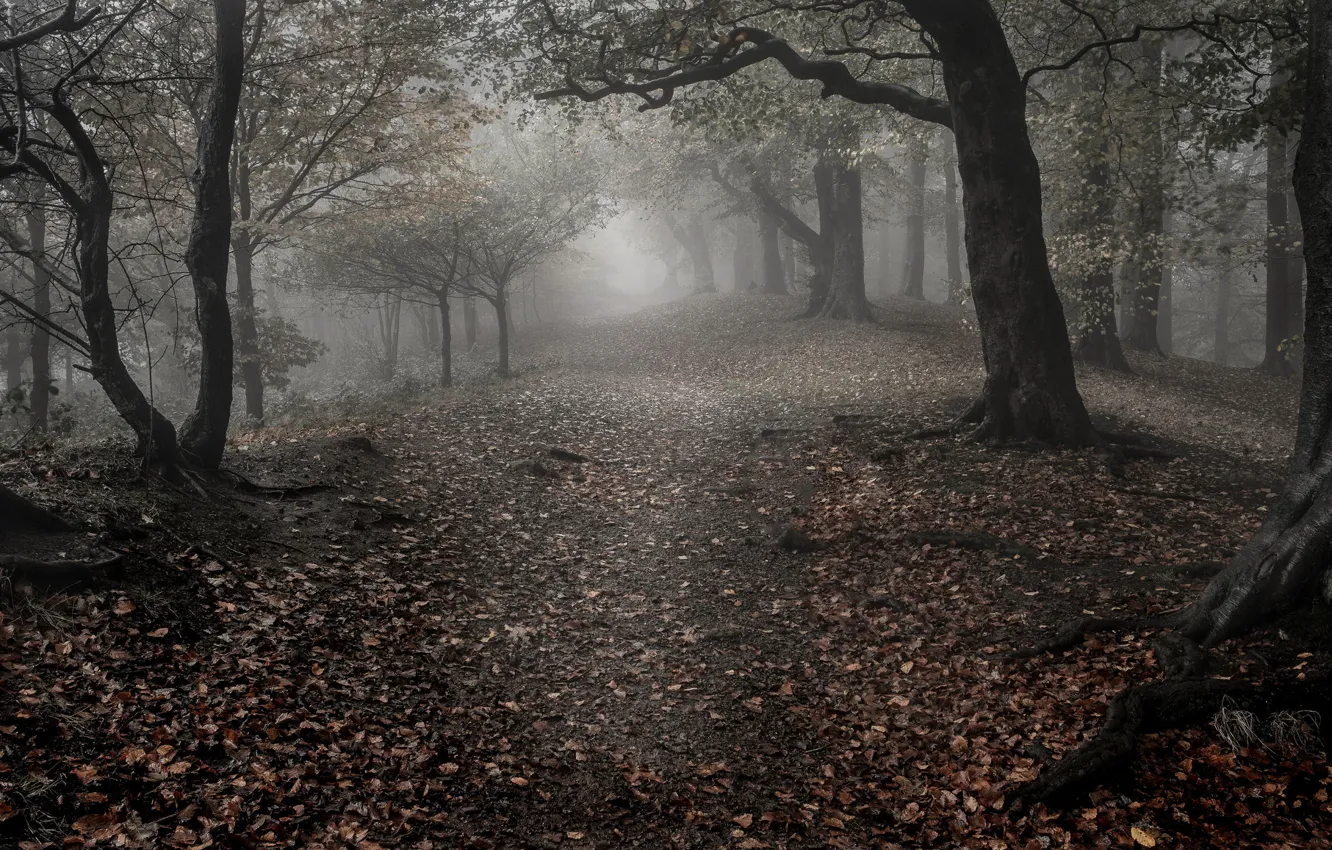 Wallpaper sadness, autumn, forest, leaves, trees, fog for mobile and ...