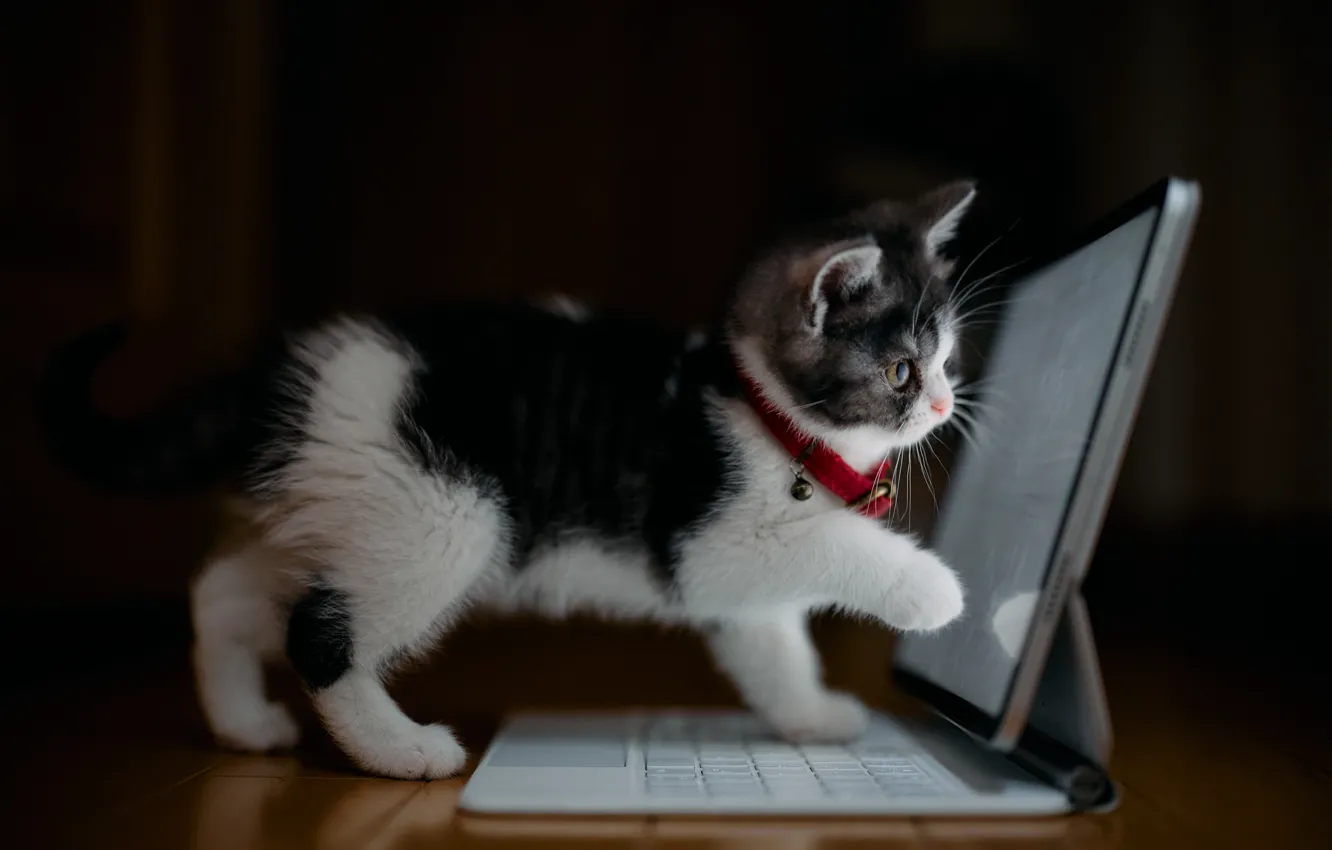 Wallpaper cat, table, baby, laptop, monitor, kitty for mobile and ...