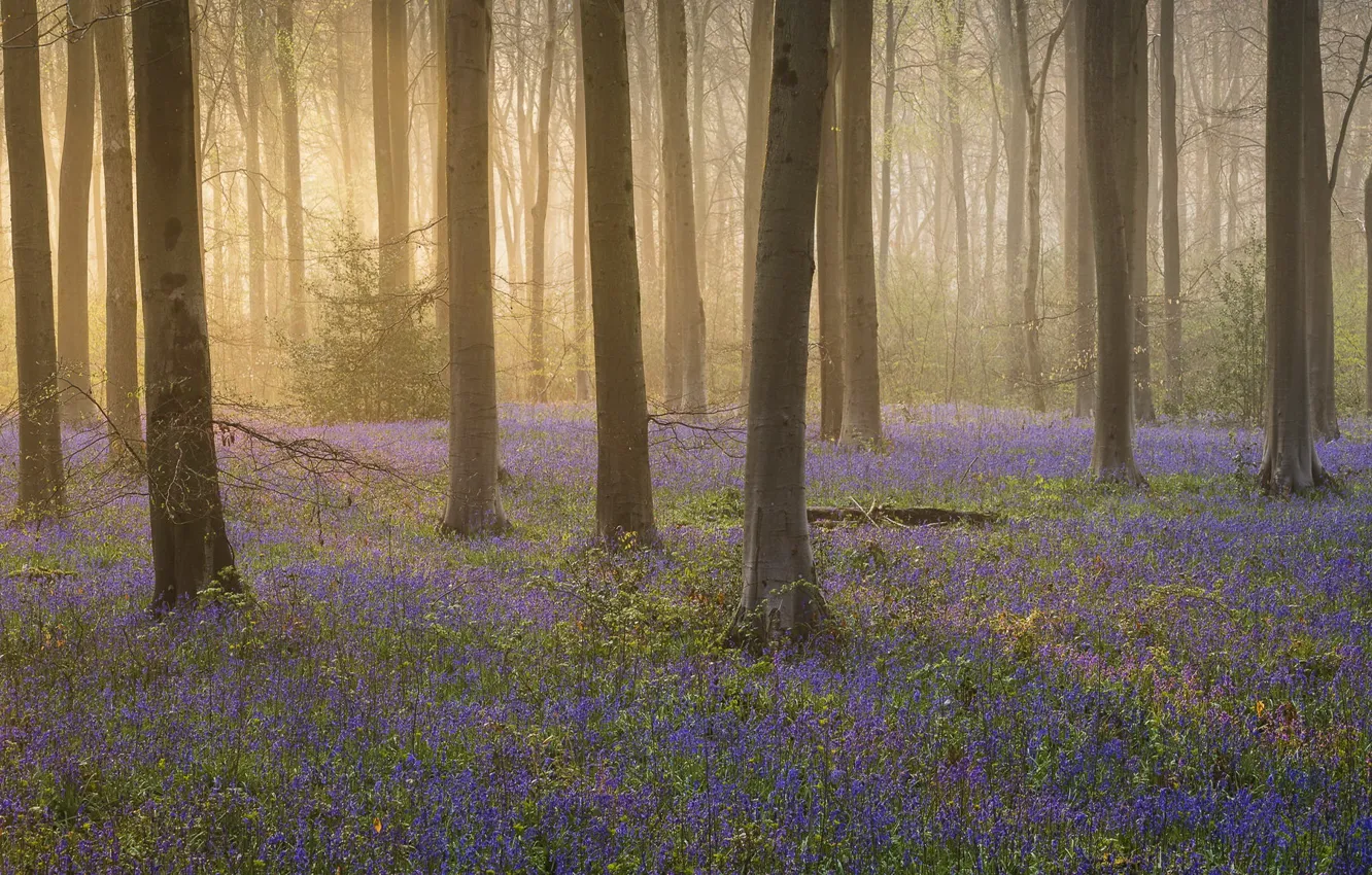 Wallpaper forest, flowers, spring, bells for mobile and desktop ...