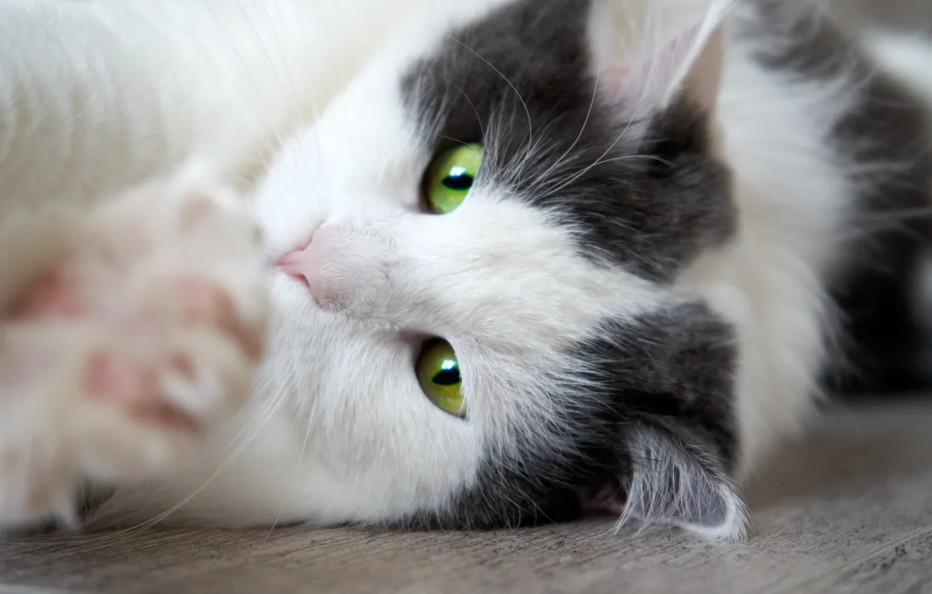 Wallpaper cat, cat, look, pose, face for mobile and desktop, section ...