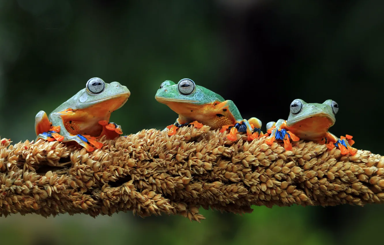 Wallpaper look, background, plant, frog, frogs, trio, three frogs for ...