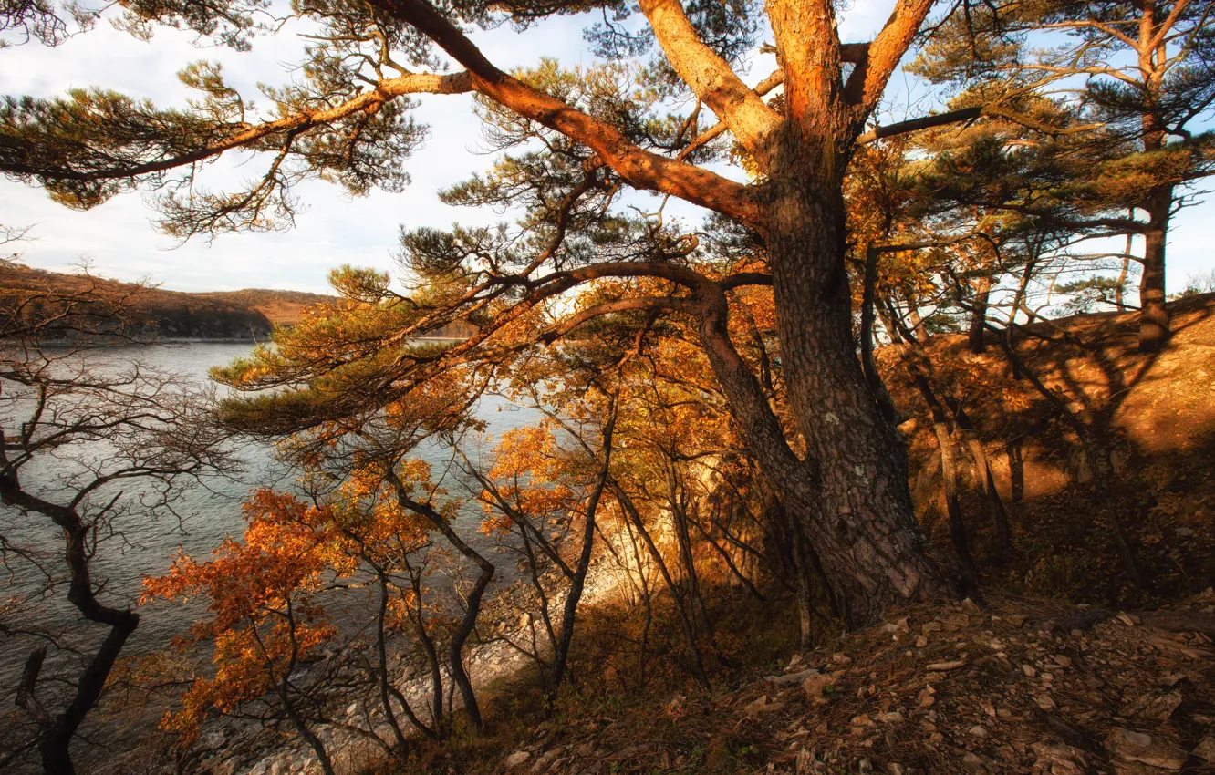 Wallpaper sea, autumn, trees, landscape, nature, shore, Primorye ...