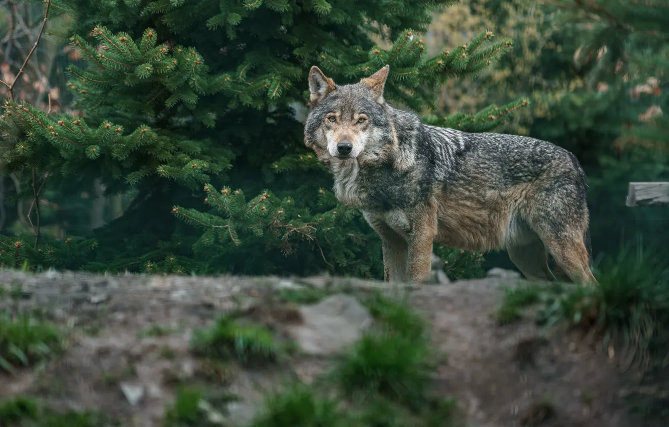 Wallpaper forest, look, face, nature, grey, wolf, spruce for mobile and ...