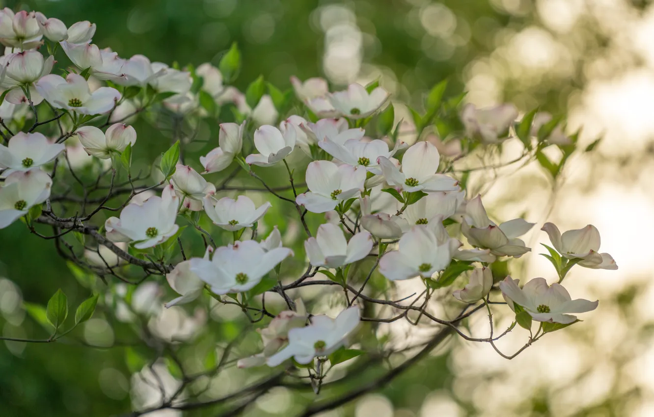 Wallpaper flowers, branches, spring, flowering, dogwood for mobile and ...