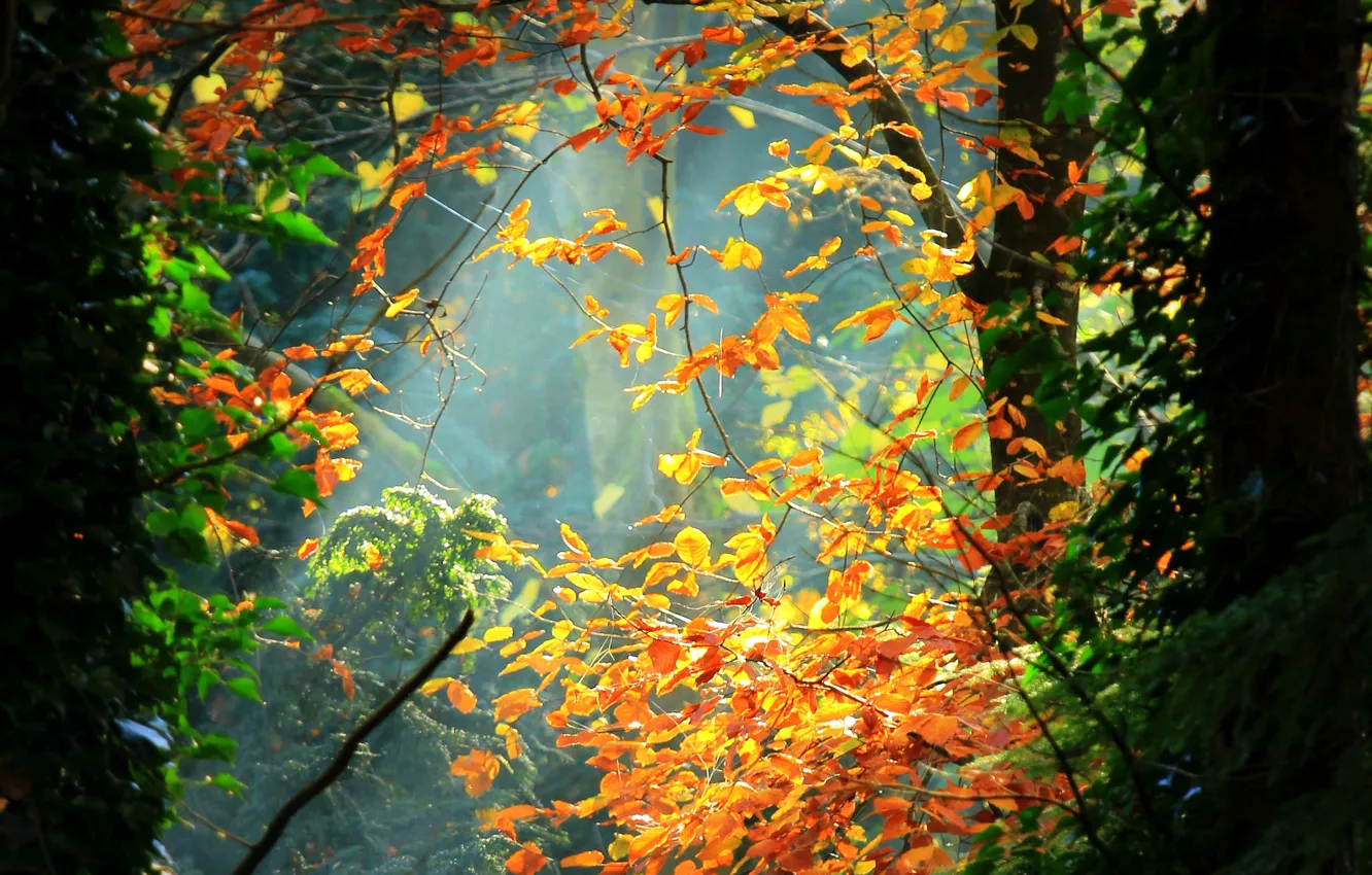 Wallpaper autumn, forest, leaves, light, trees, branches for mobile and ...