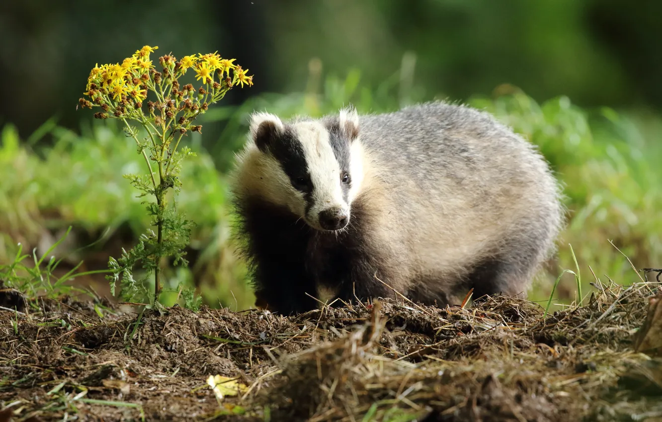 Wallpaper summer, grass, look, nature, yellow, flowers, badger, Bush ...