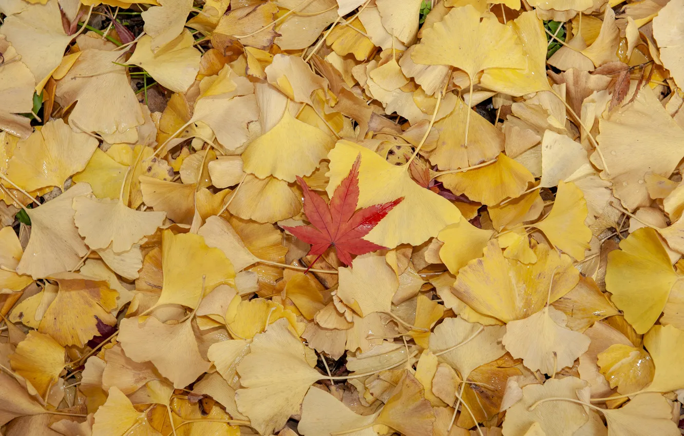 Wallpaper Autumn Leaves Background Colorful Background Autumn