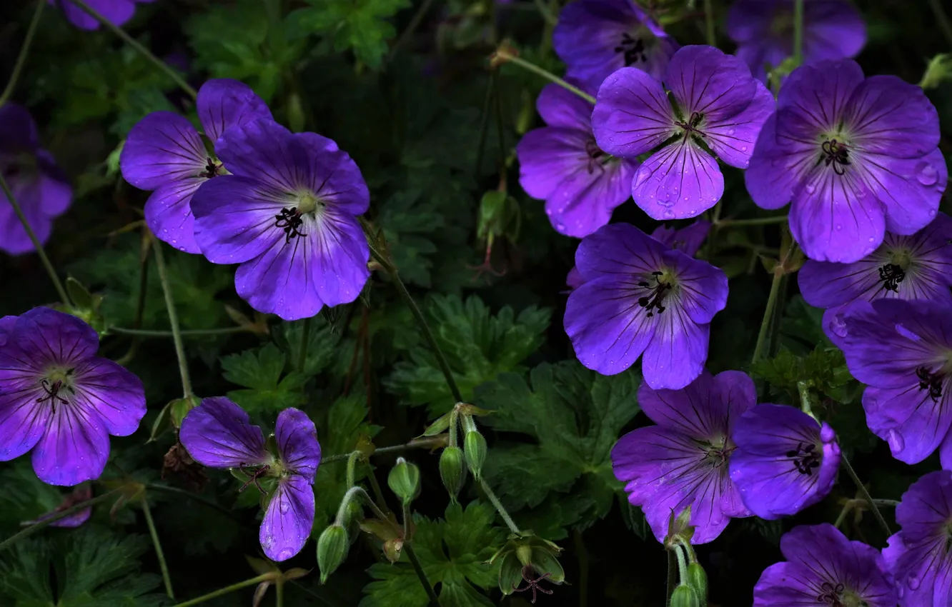 Wallpaper purple, flowers, glade, lilac, geranium, Meadow geranium for ...