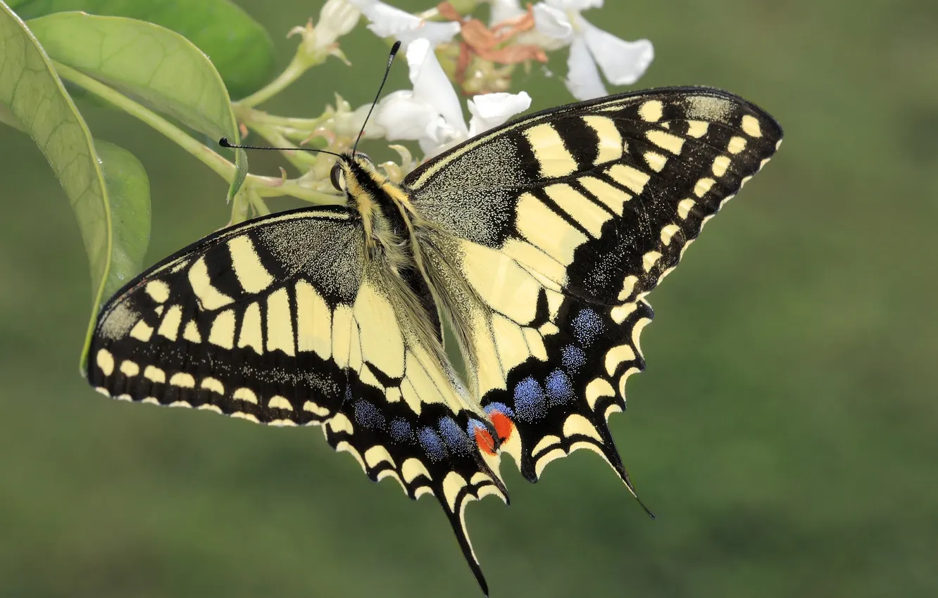 Wallpaper flowers, butterfly, wings, beautiful, closeup for mobile and ...