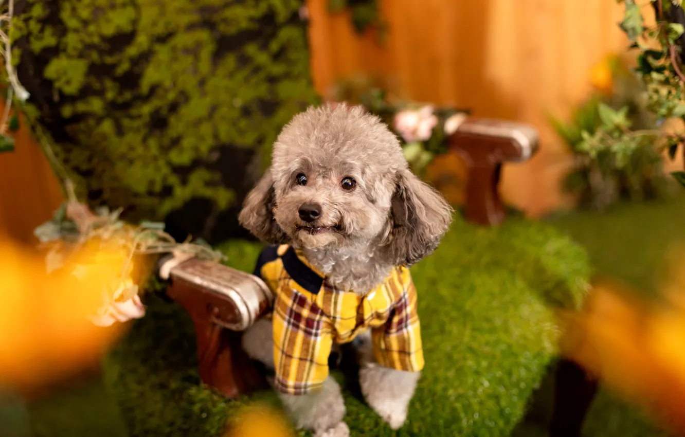 Wallpaper look, pose, clothing, dog, costume, outfit, image, face for ...