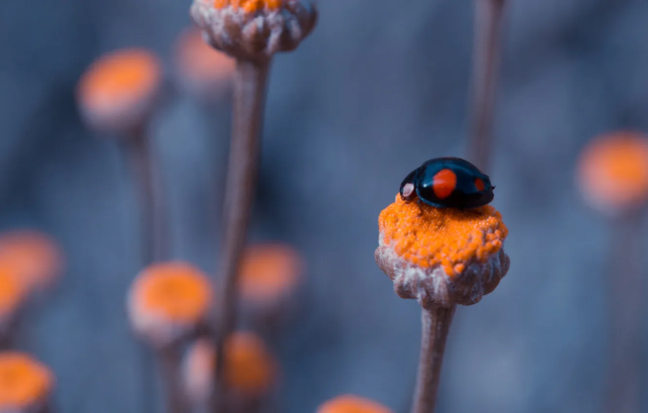 Wallpaper Flower Plant Stem Insect For Mobile And Desktop Section