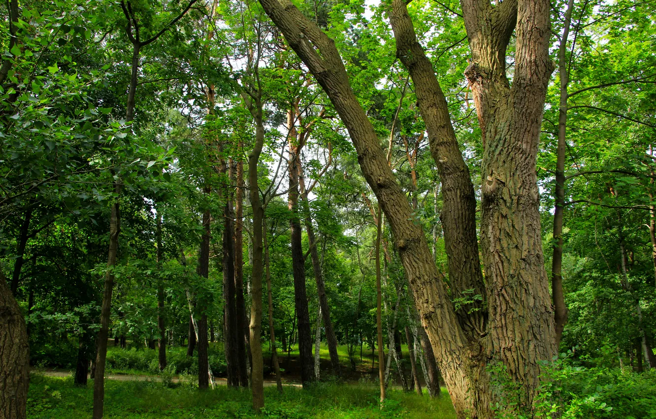 Wallpaper forest, trees, park for mobile and desktop, section пейзажи ...