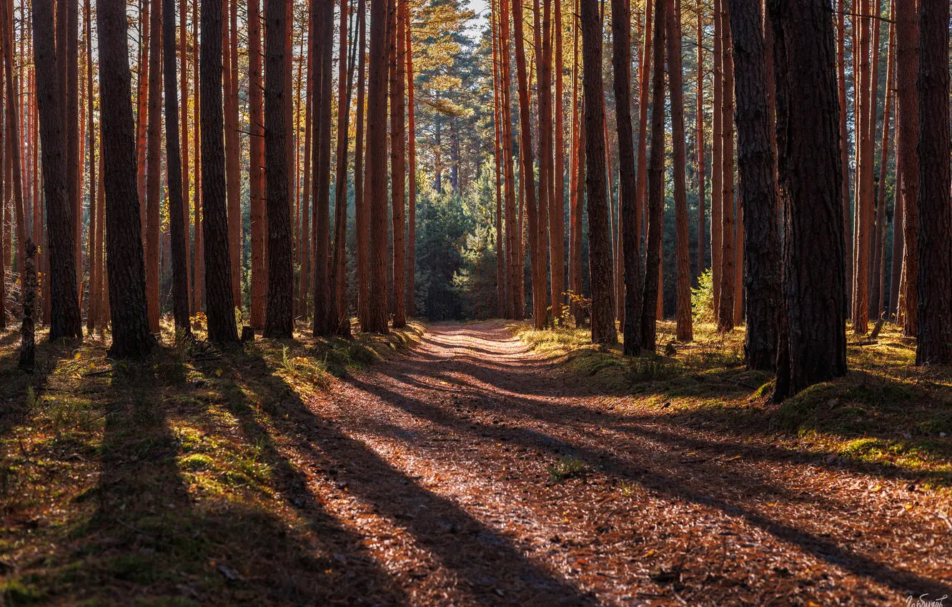 Wallpaper forest, trees, shadows for mobile and desktop, section ...