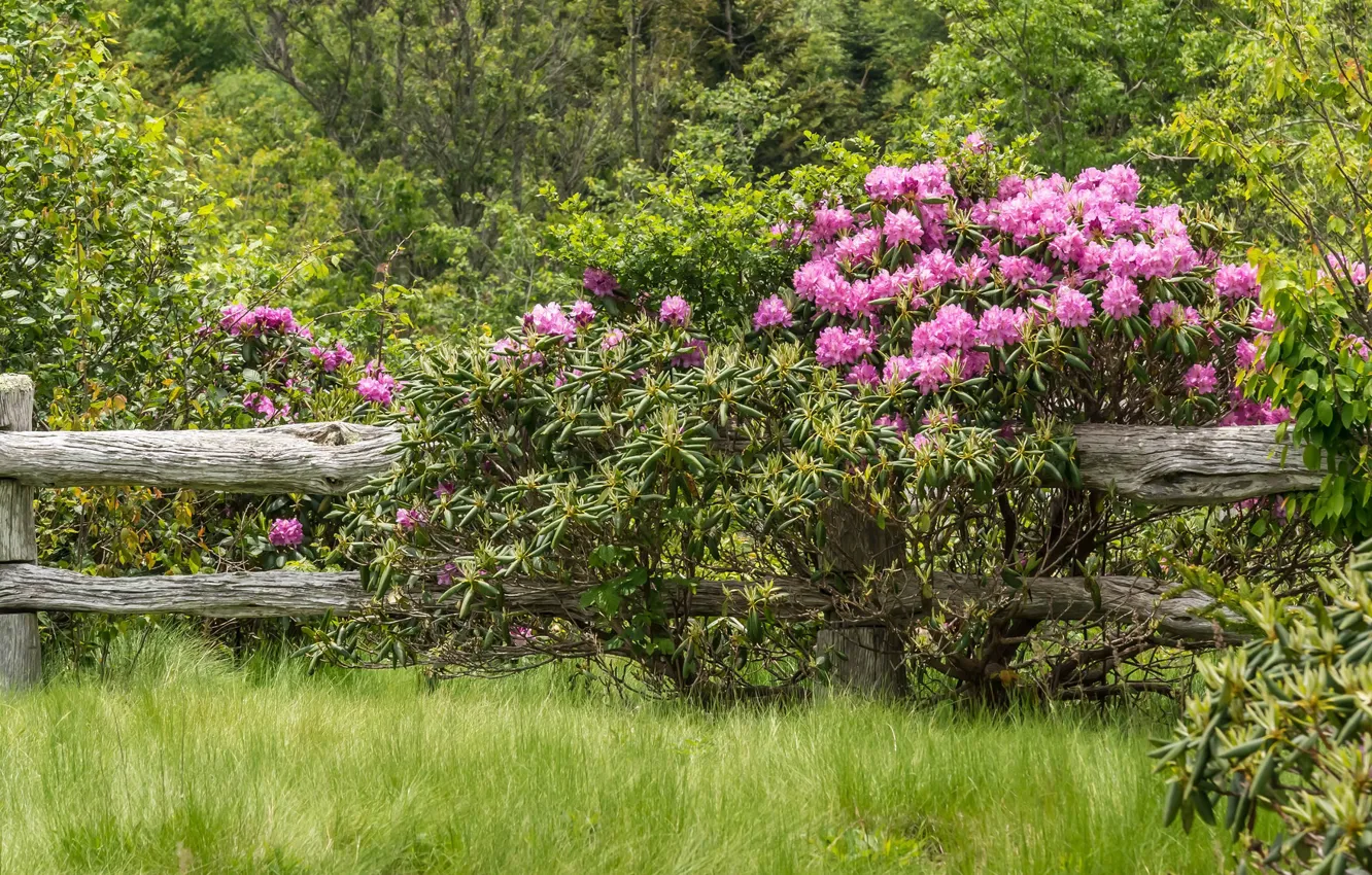 Wallpaper the fence, Bush, rhododendron, Azalea for mobile and desktop ...