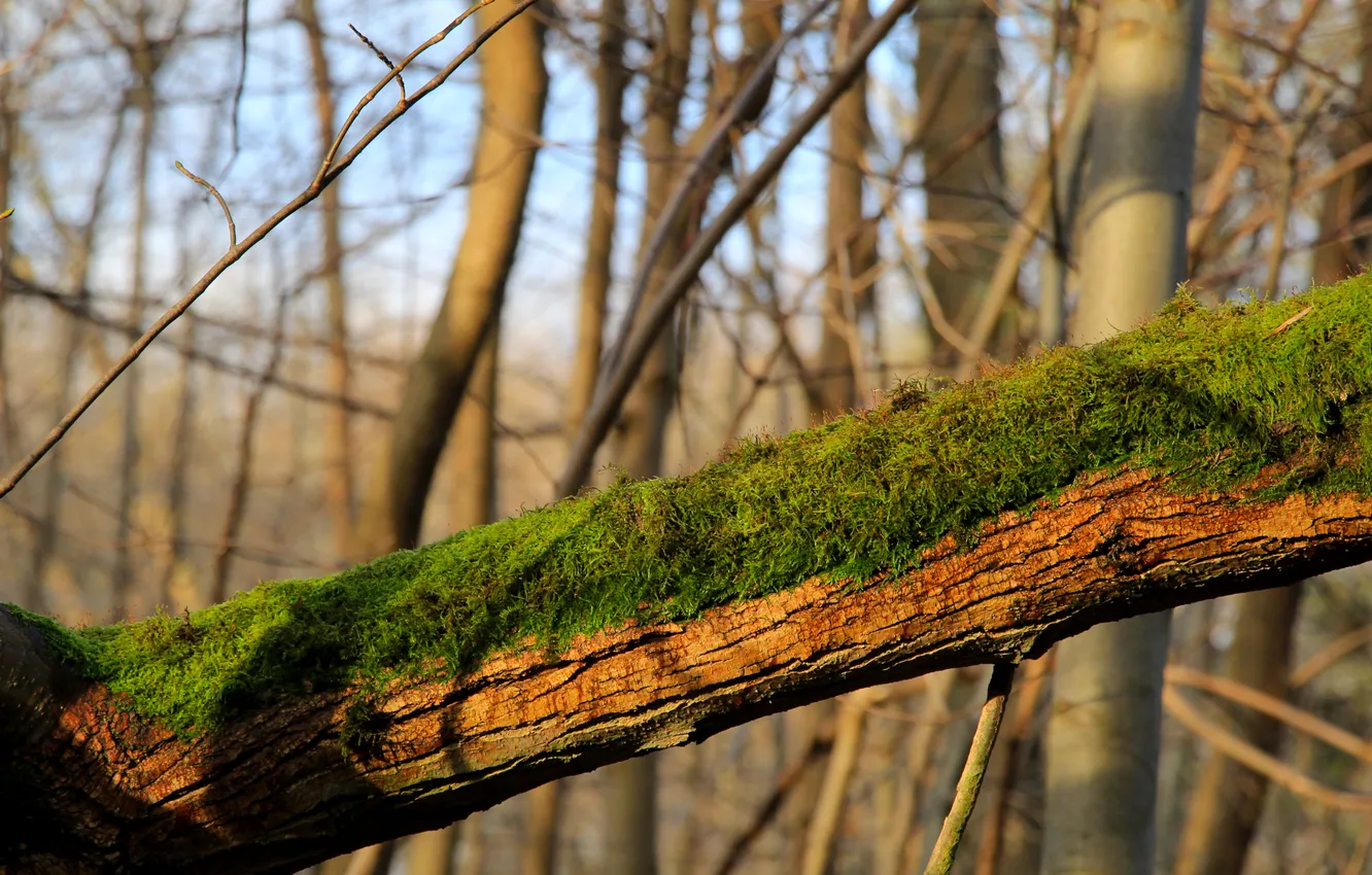 Wallpaper tree, trunk, moss for mobile and desktop, section природа ...