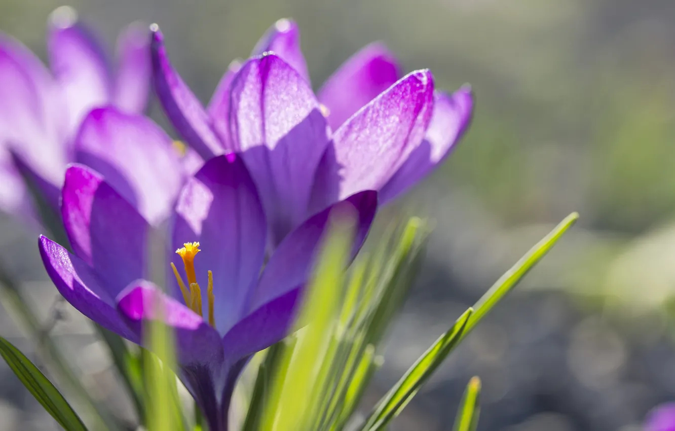 Wallpaper flowers, petals, crocuses images for desktop, section цветы ...