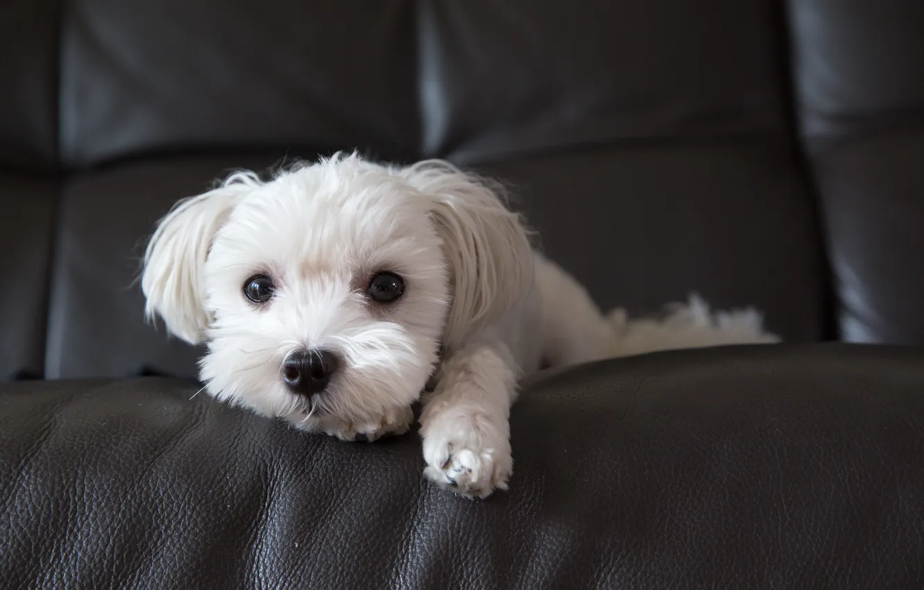 Wallpaper One, puppy, pretty, pet, lying, mammal, loving, relaxing for ...