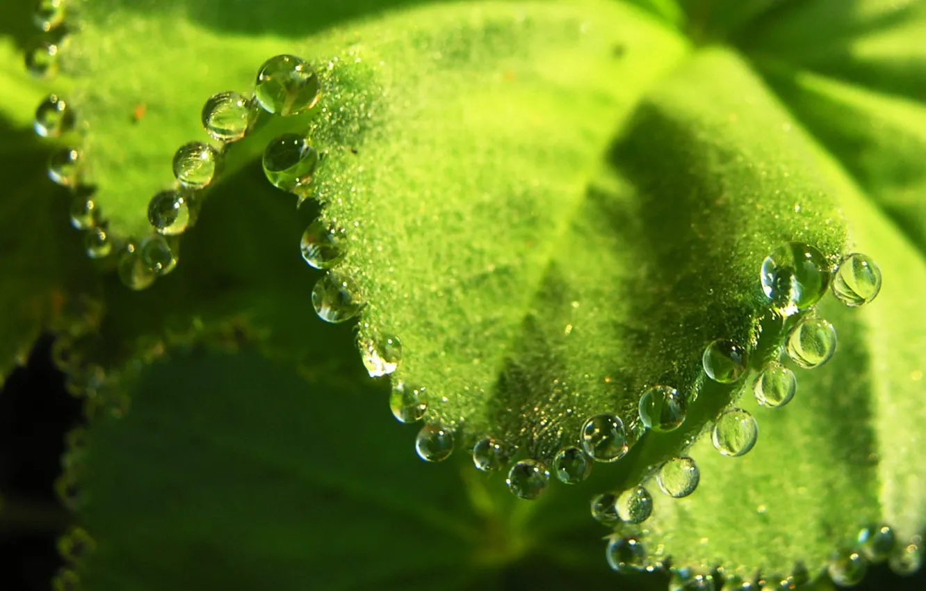 Wallpaper greens, sheet, Drops, edge images for desktop, section макро ...