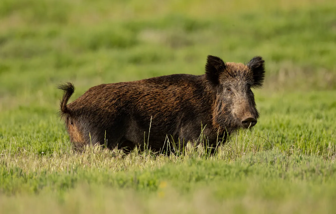 Wallpaper field, grass, boar for mobile and desktop, section животные ...