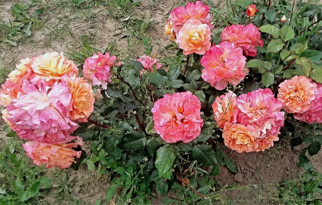 Wallpaper summer, flowers, roses, beauty for mobile and desktop ...