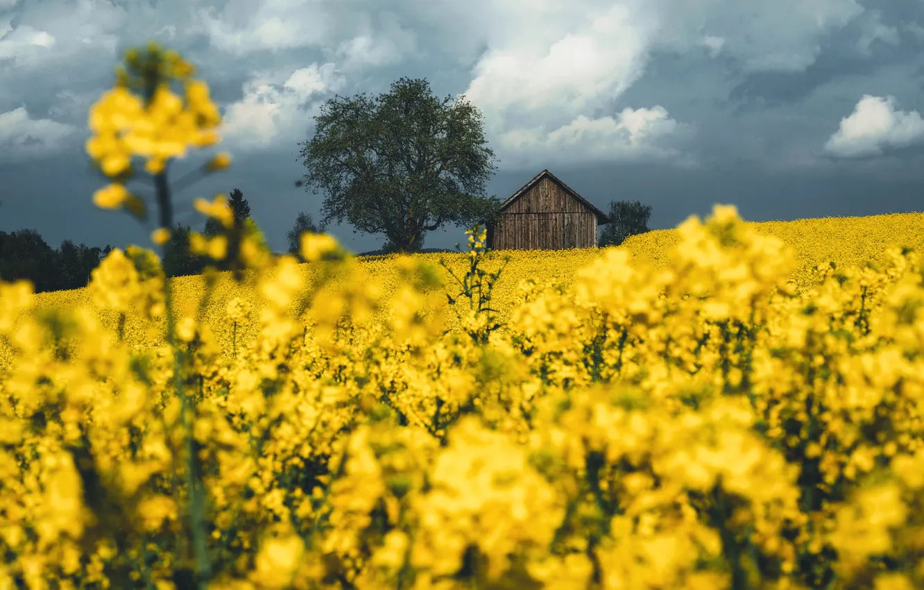Wallpaper flowers, spring, house, rape, rapeseed field for mobile and ...