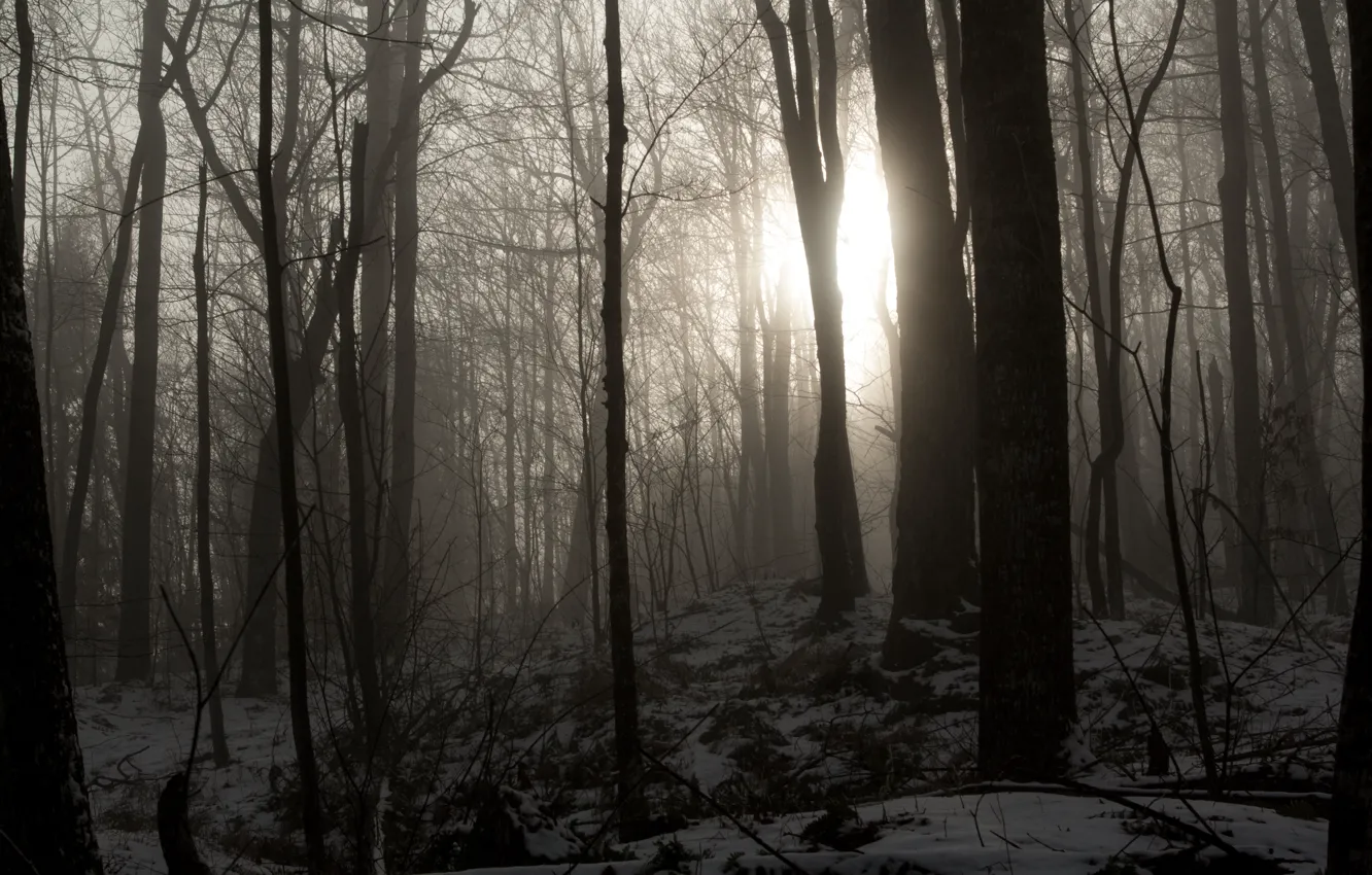 Wallpaper winter, forest, light, snow for mobile and desktop, section ...