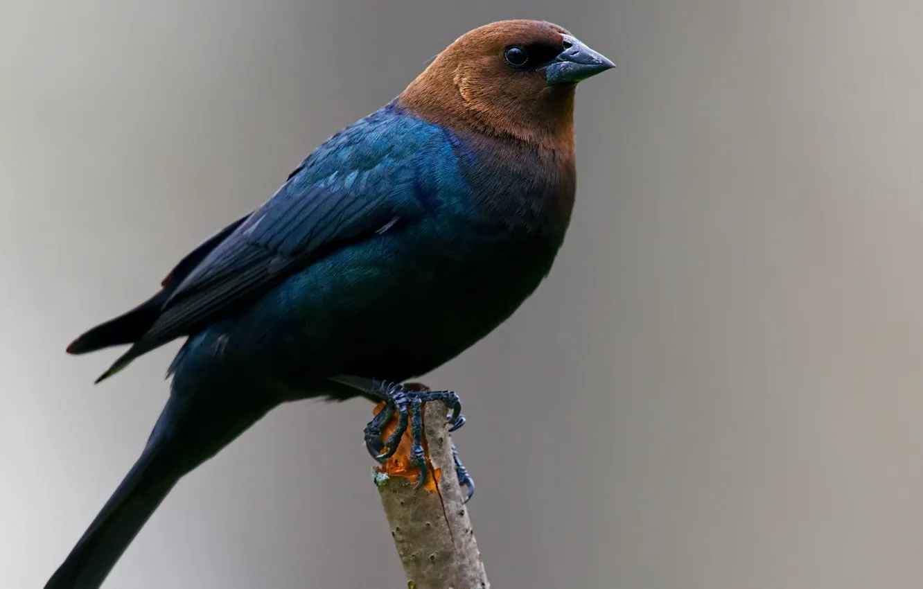 Wallpaper nature, bird, Brown - headed cow corpse for mobile and ...