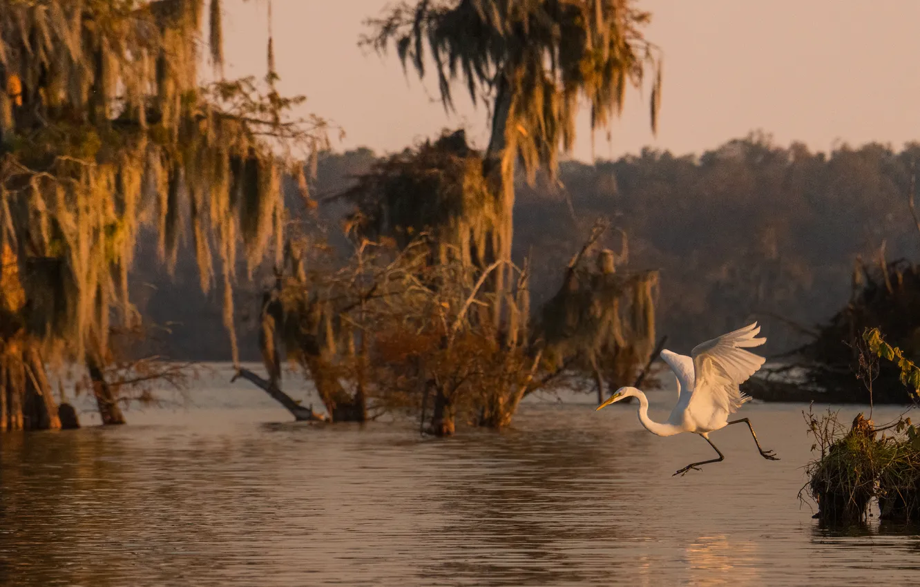 Wallpaper bird, sunset, Florida, vegetation, swamps for mobile and ...