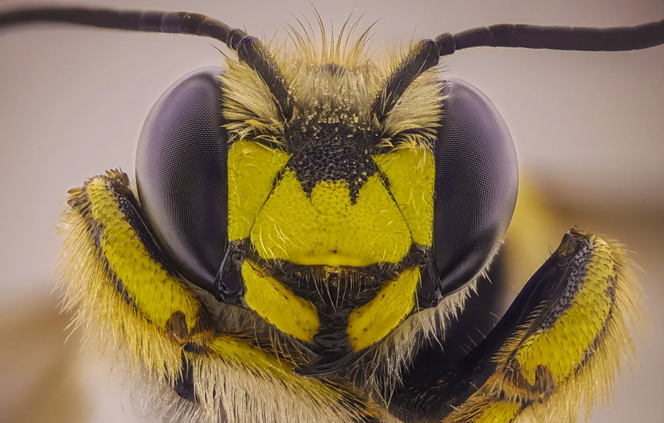 Wallpaper macro, OSA, portrait for mobile and desktop, section макро ...