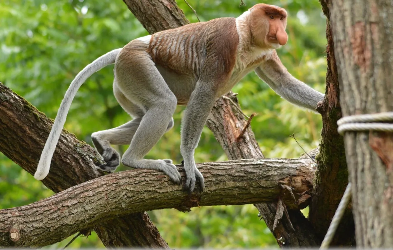 Wallpaper forest, jungle, Wild, exotic, species, Rare, Proboscis Monkey for mobile and desktop ...