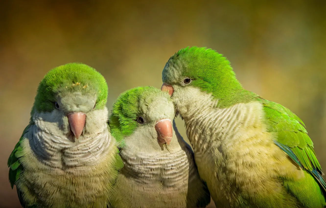 Wallpaper green, bird, parrot, trio, Budgerigars, three parrots for ...