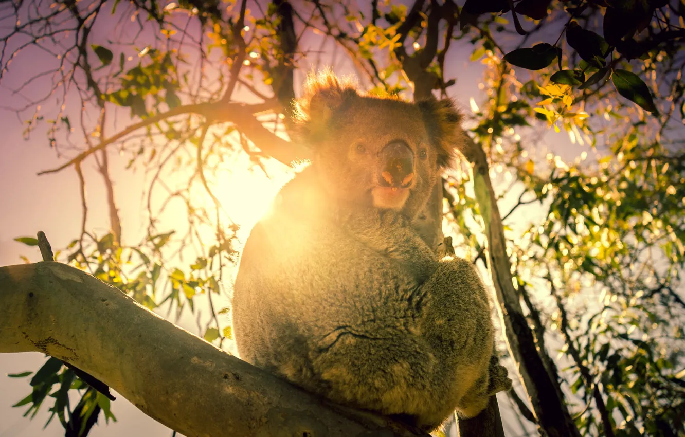 Wallpaper leaves, the sun, rays, light, sunset, branches, tree, Koala ...