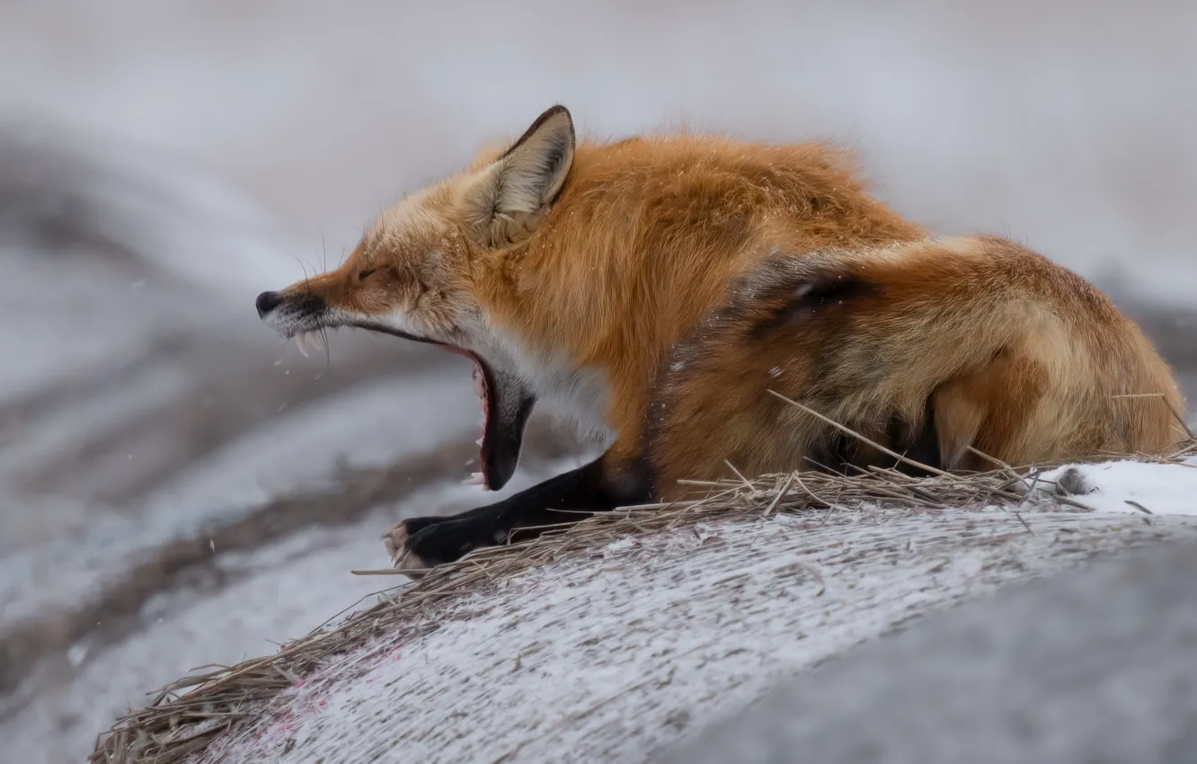 Wallpaper nature, Fox, beast for mobile and desktop, section животные ...