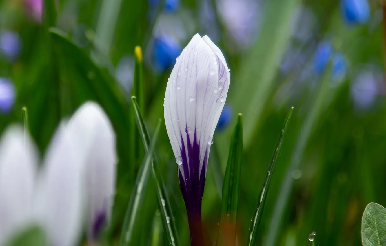 Wallpaper greens, white, leaves, flowers, spring, Bud, crocuses, white for mobile and desktop ...