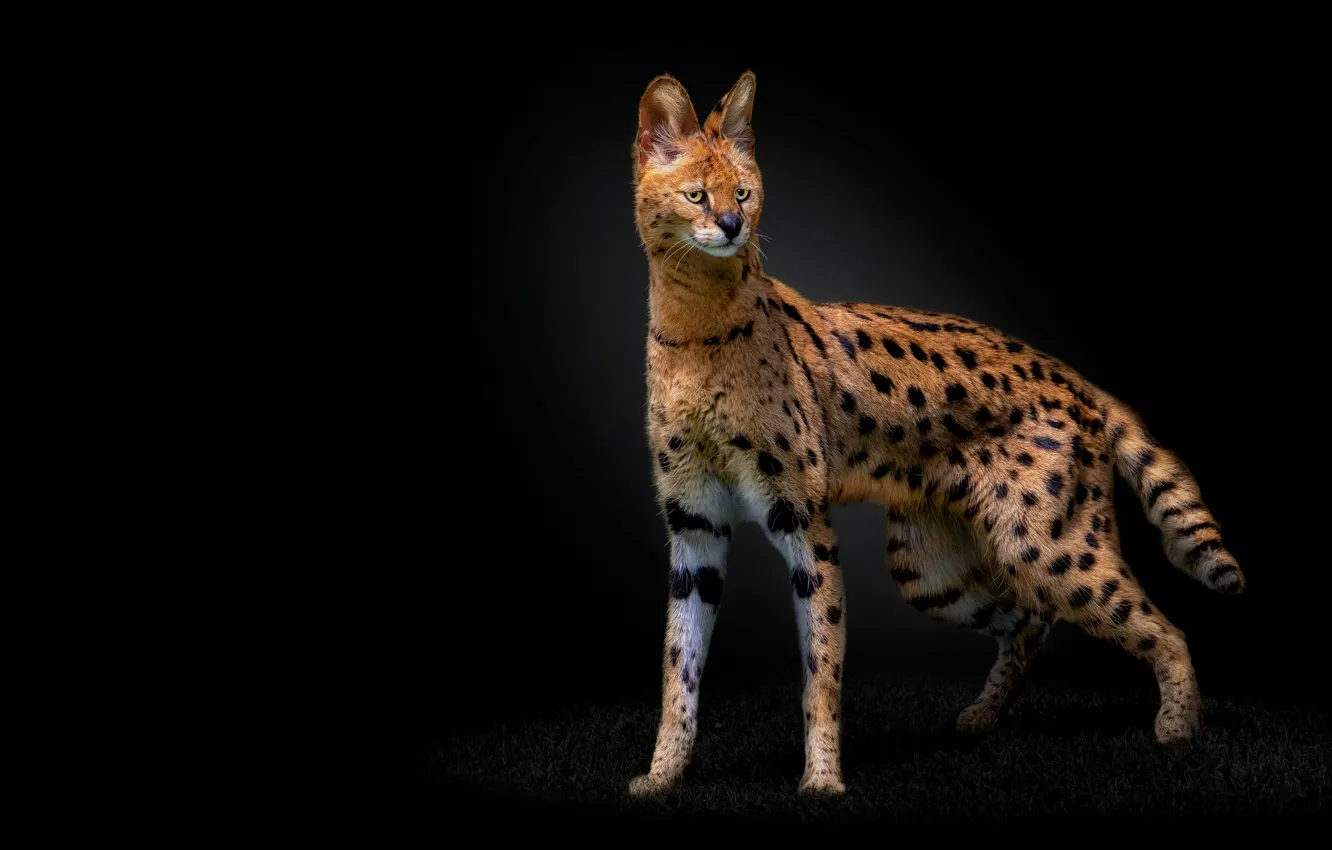 Wallpaper look, glade, black background, Serval for mobile and desktop ...