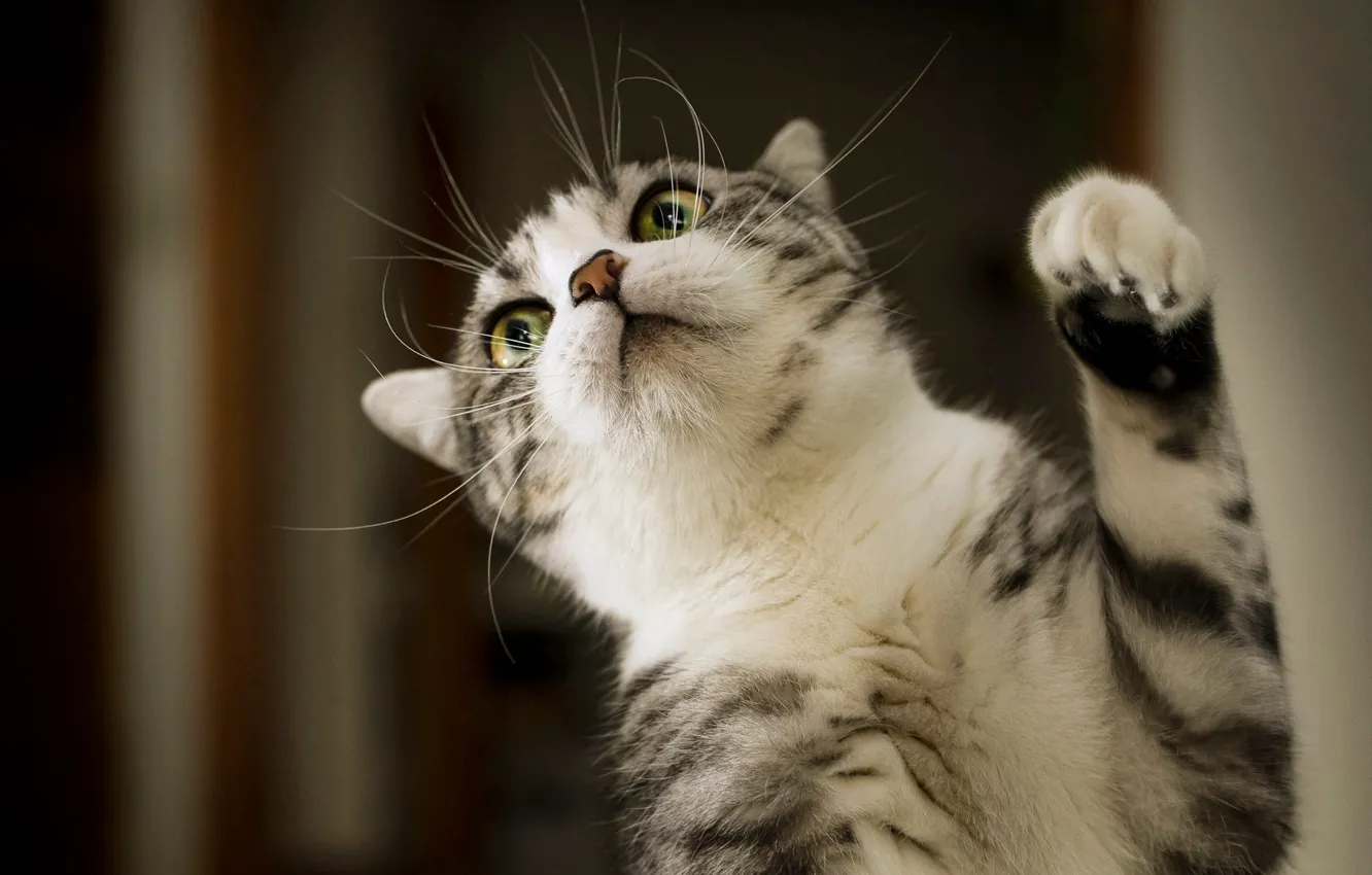 Wallpaper cat, cat, pose, background, paws, kitty, face, Scottish for ...