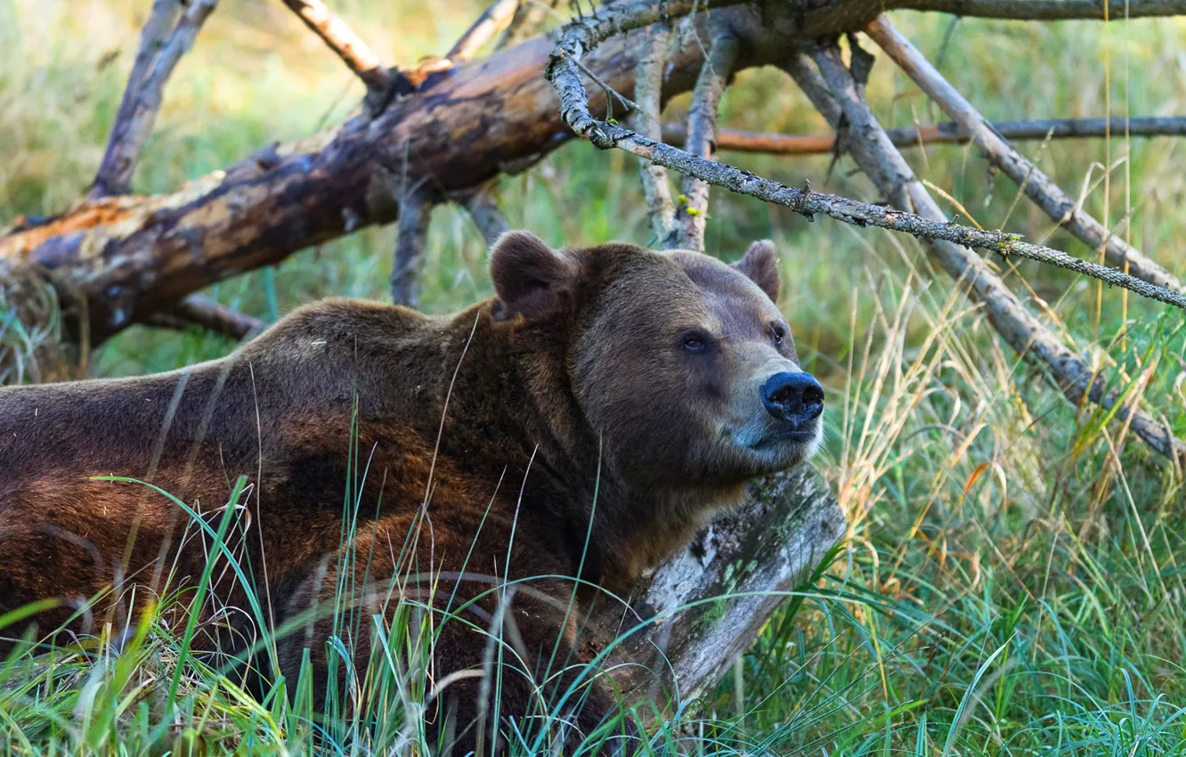 Wallpaper forest, grass, face, branches, bear, bear, snag, brown for ...