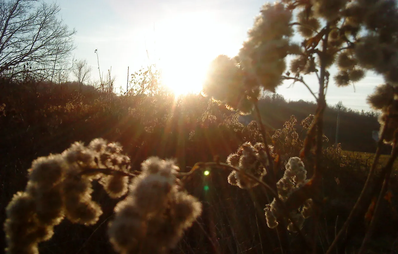 Wallpaper grass, sun, meadow, shrubbery for mobile and desktop, section ...